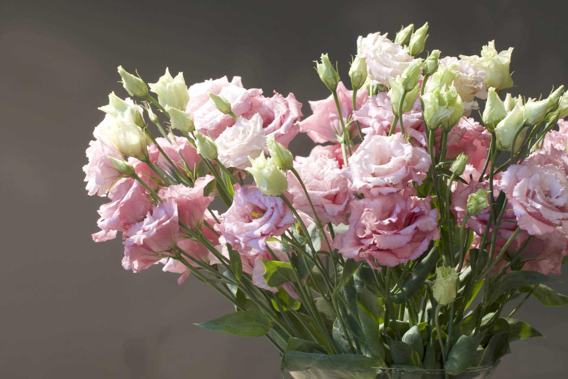 * Preeriakelluke - Artishok - Lilled