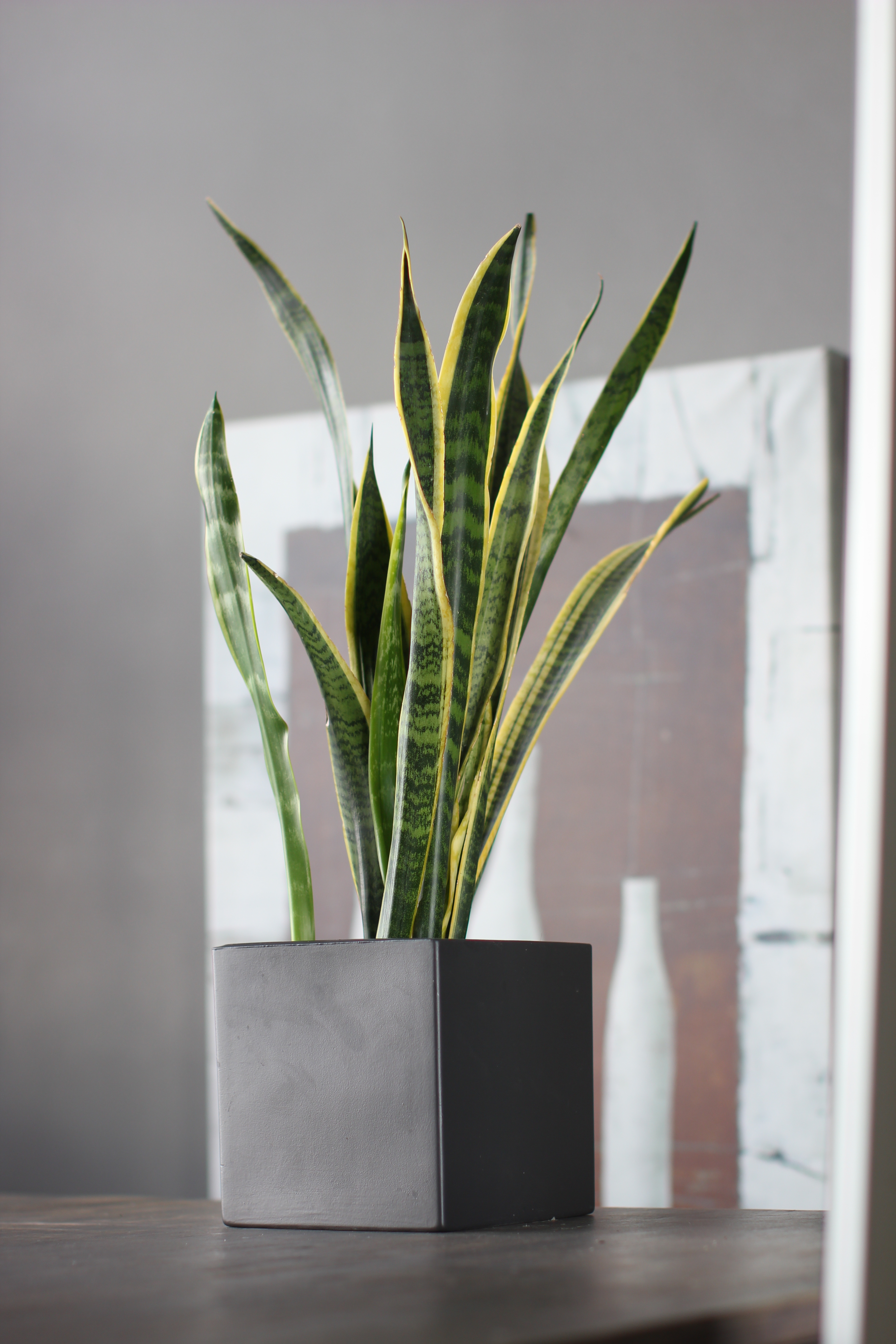 Havisaba - Artishok - Lilled